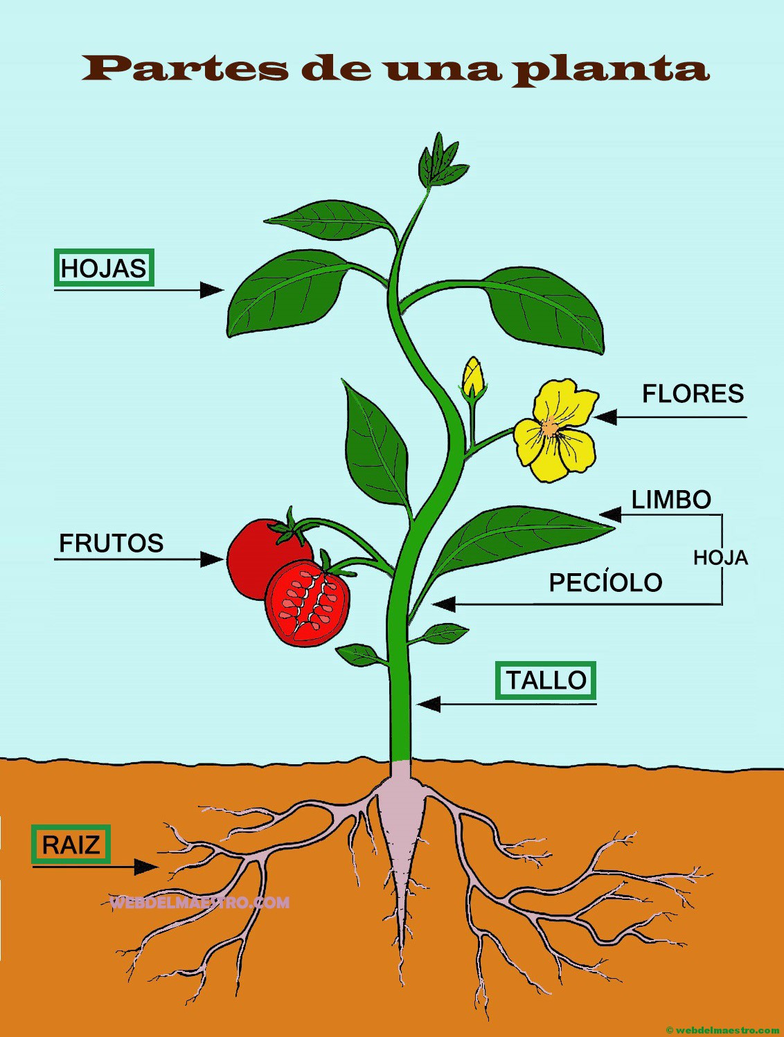 Partes de una planta para niños de Primaria | Web del Maestro